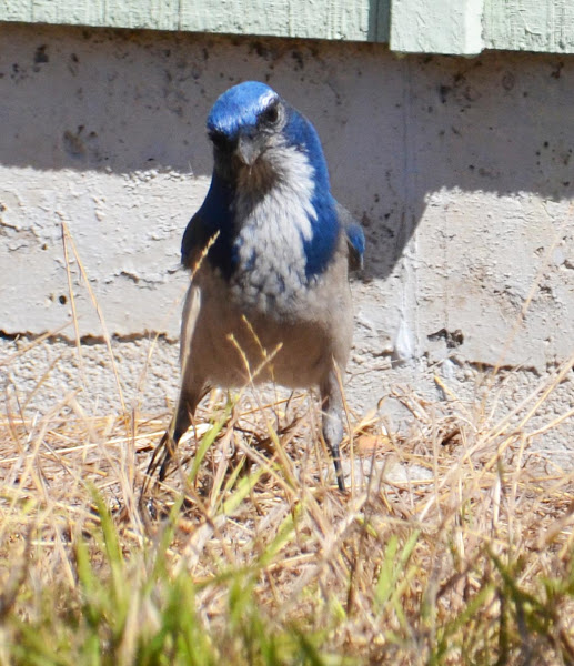 Western Scrub Jay | Project Noah
