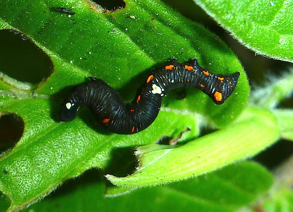 Geometrid Larva | Project Noah