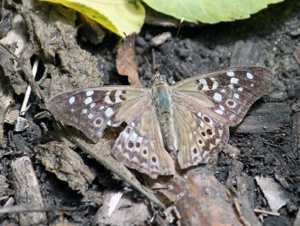 Hackberry Butterfly | Project Noah