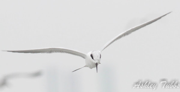 Least Tern | Project Noah