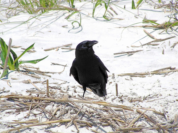 Fish Crow | Project Noah