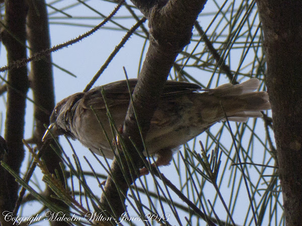 Tree Sparrow | Project Noah
