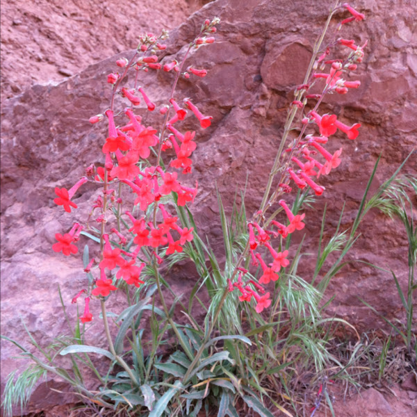 Utah penstemon | Project Noah