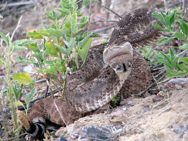 Western Diamondback Rattlesnake | Project Noah