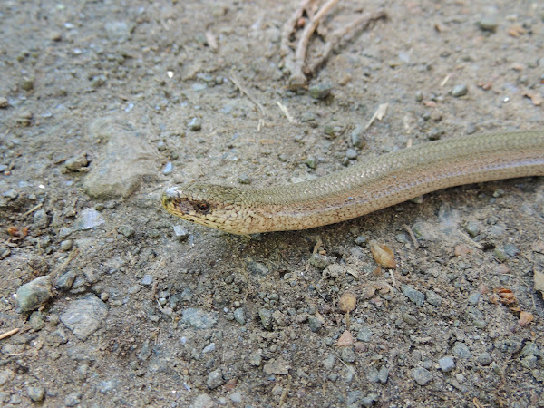 Slow worm | Project Noah