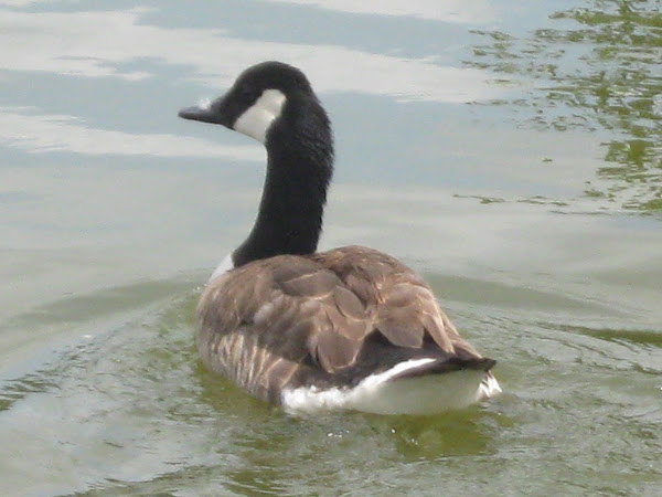Canada Geese part 3 | Project Noah