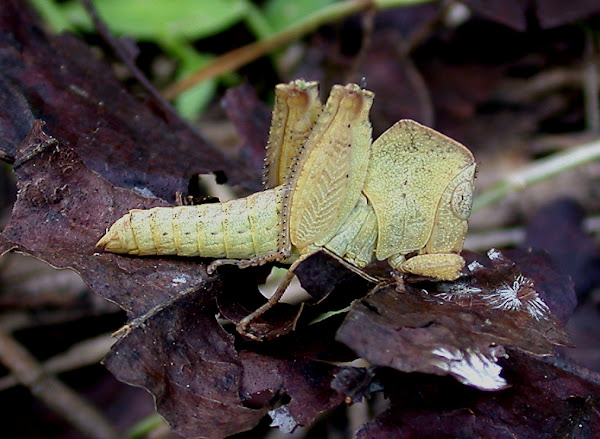 Leaf mimicking Grasshopper (nymph) | Project Noah
