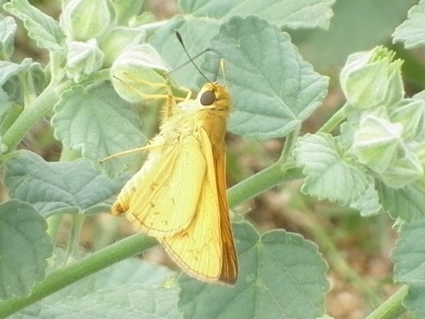 Grass Skipper | Project Noah