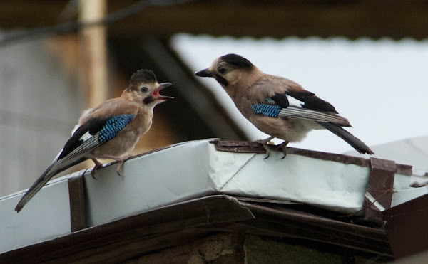 Eurasian Jay | Project Noah