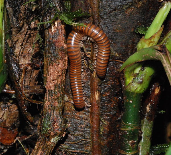 Millipede | Project Noah