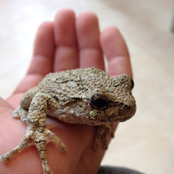 Grey tree frog | Project Noah