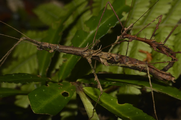 Spiny Stick Insect, Phasmid | Project Noah