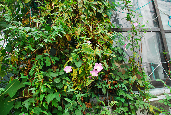 Bindweed | Project Noah