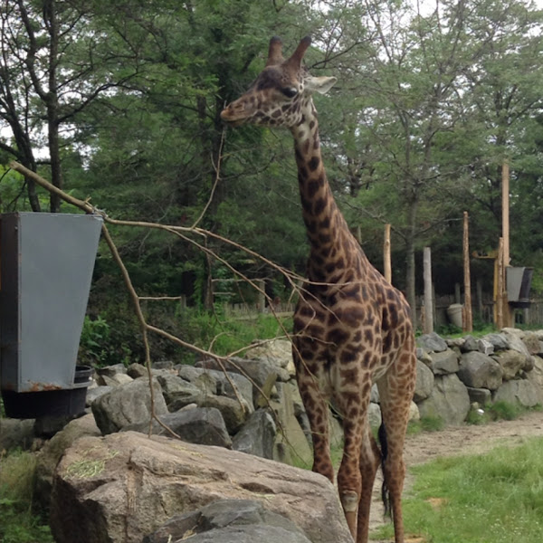 Masai Giraffe | Project Noah