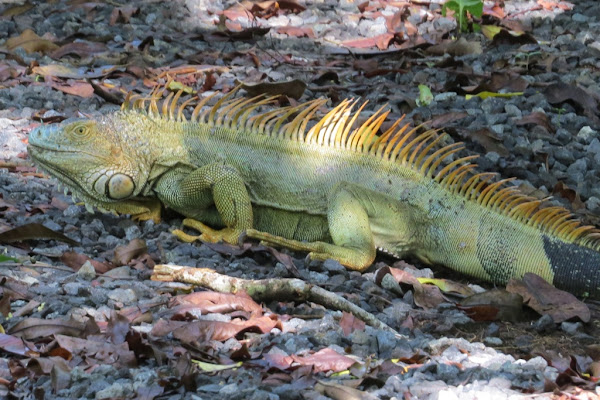 Green iguana | Project Noah
