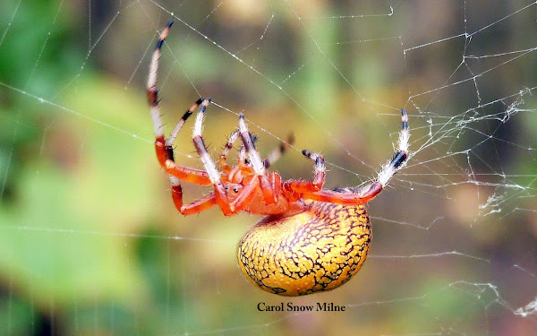 Marbled Orb Weaver Spider | Project Noah
