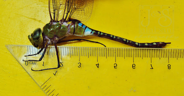 Dragonfly | Project Noah