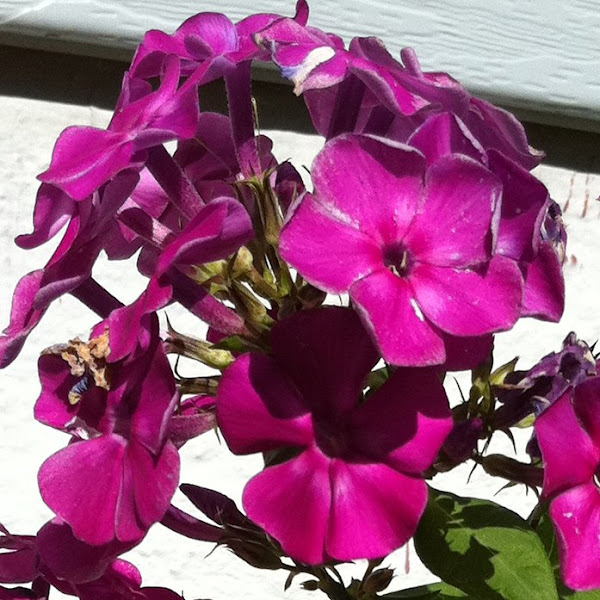 Pink Phlox | Project Noah