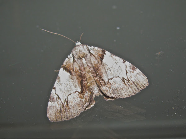 Wonderful Underwing | Project Noah