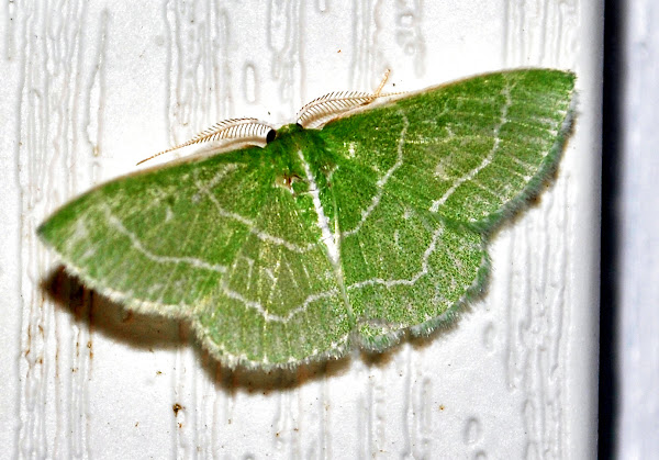Wavy-Lined Emerald Moth | Project Noah