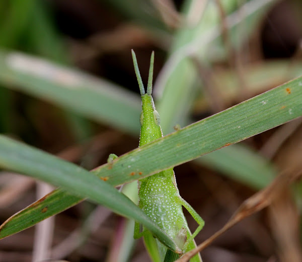 grasshopper | Project Noah