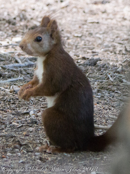 Red Squirrel | Project Noah