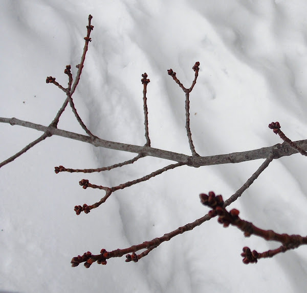 Sugar Maple | Project Noah