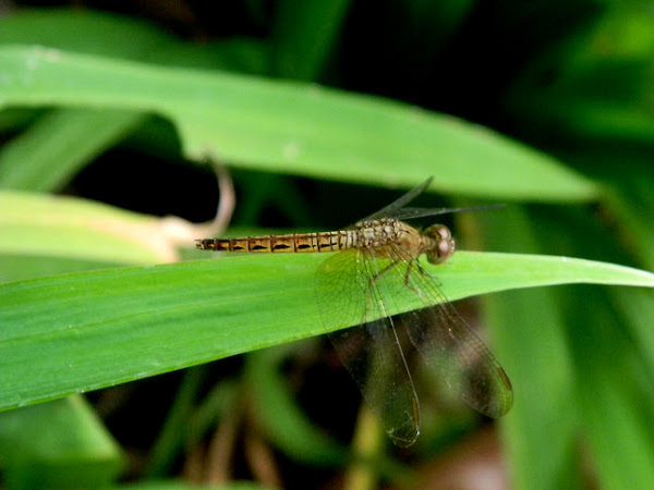 dragonfly | Project Noah