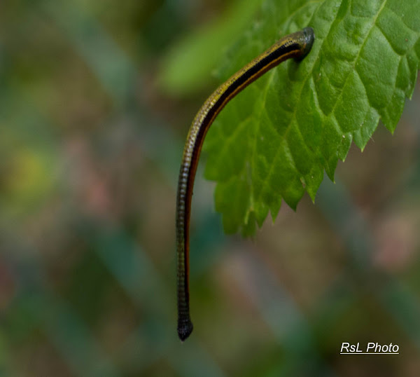 Tiger Leech | Project Noah