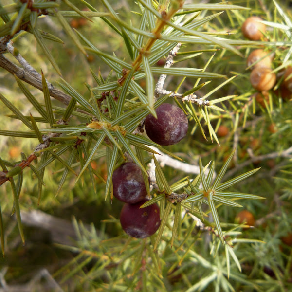 Enebro rojo | Project Noah