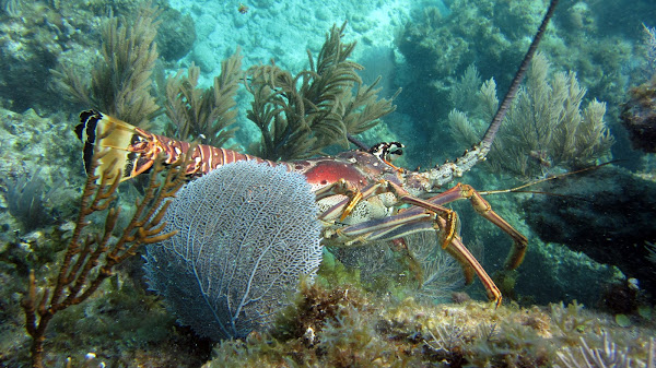 Caribbean Spiny Lobster | Project Noah
