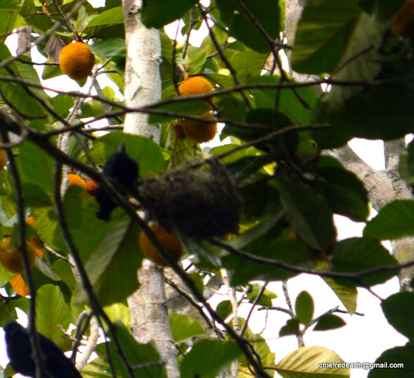 racket-tailed drongo | Project Noah