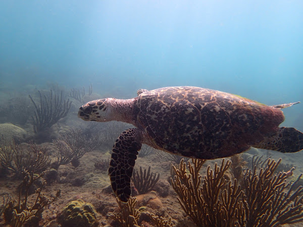 Hawksbill sea turtle | Project Noah