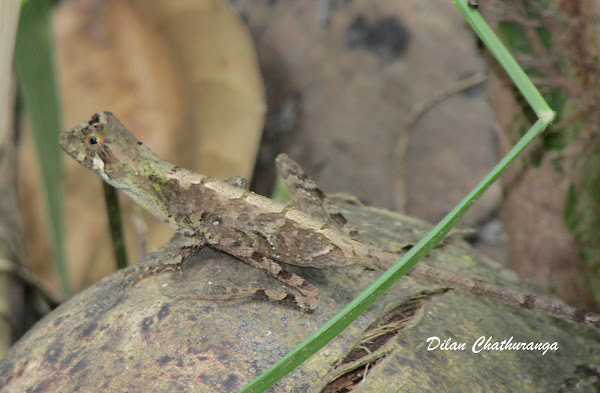 Sri Lankan Kangaroo lizard | Project Noah