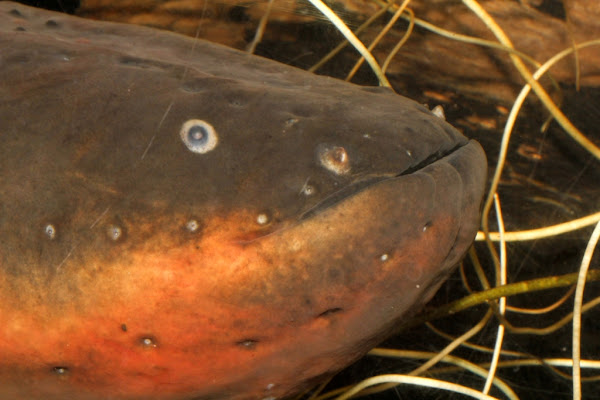 Electric Eel | Project Noah