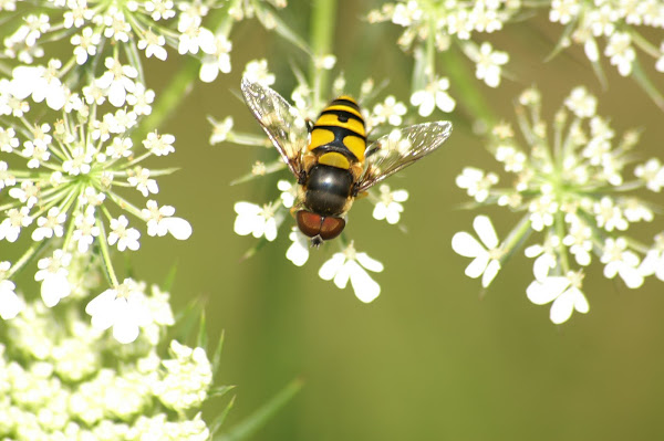 hoverfly | Project Noah