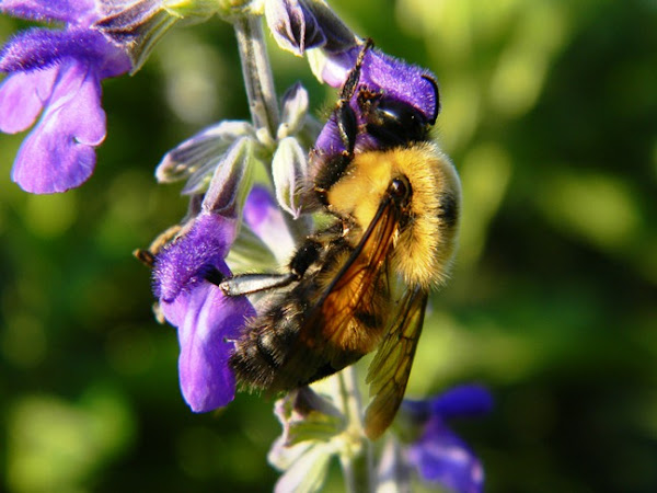 bumblebee | Project Noah