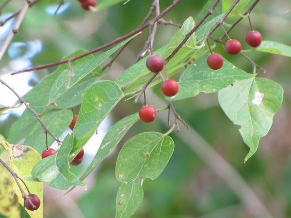 Common hackberry | Project Noah