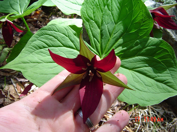 Stinking Benjamin | Project Noah