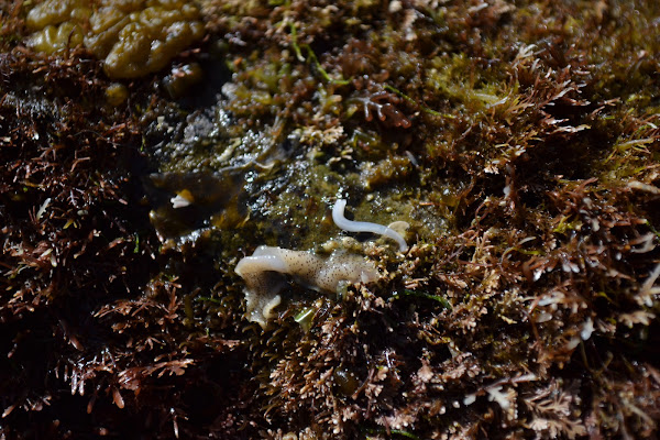 Polyclad Flatworm | Project Noah