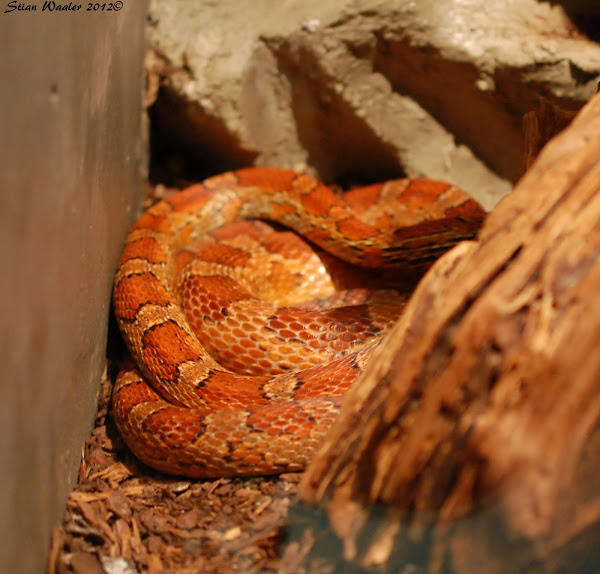 Corn Snake | Project Noah