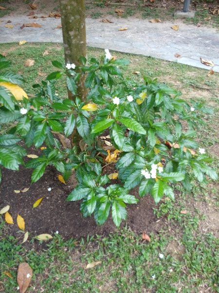 Cape Jasmine | Project Noah