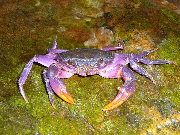 Freshwater Purple Crab | Project Noah