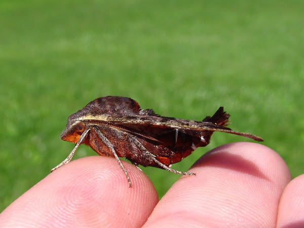 Nessus Sphinx | Project Noah