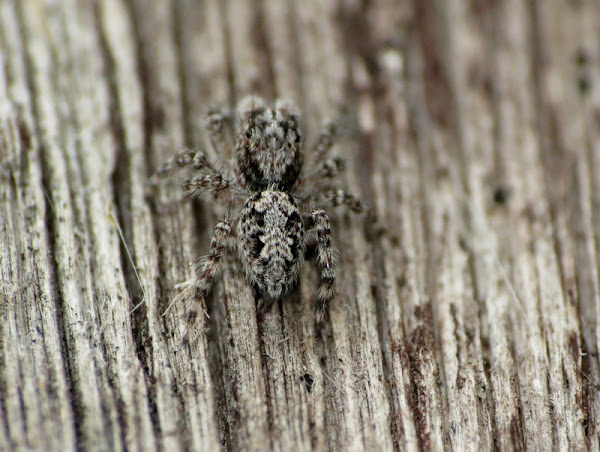 Bark Jumping Spider | Project Noah