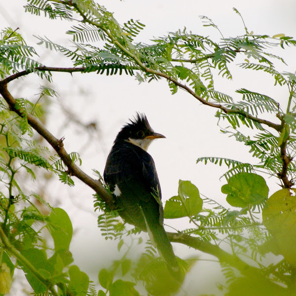 Crested Cuckoo | Project Noah