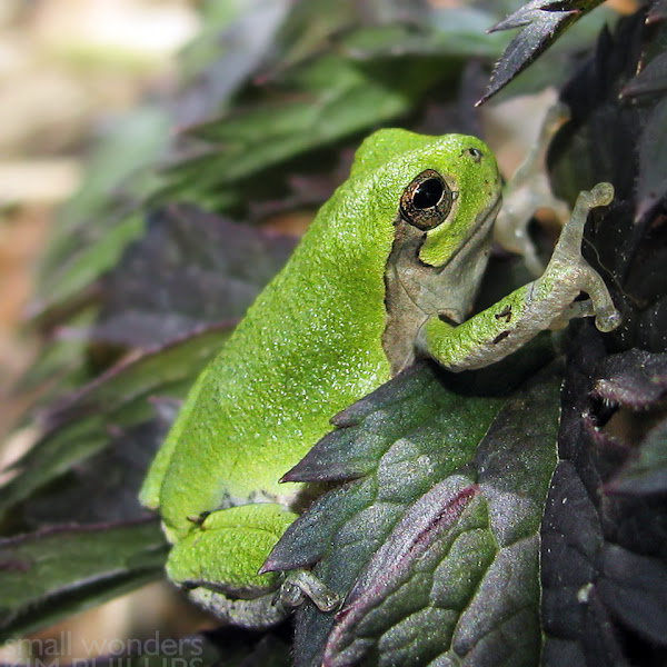 Gray Treefrog | Project Noah