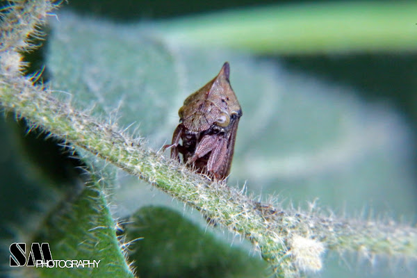 Treehopper | Project Noah