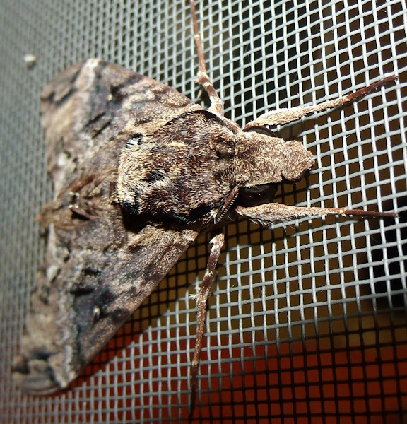 Gray Hawk Moth | Project Noah