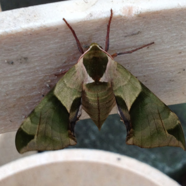 Green Hawk Moth | Project Noah
